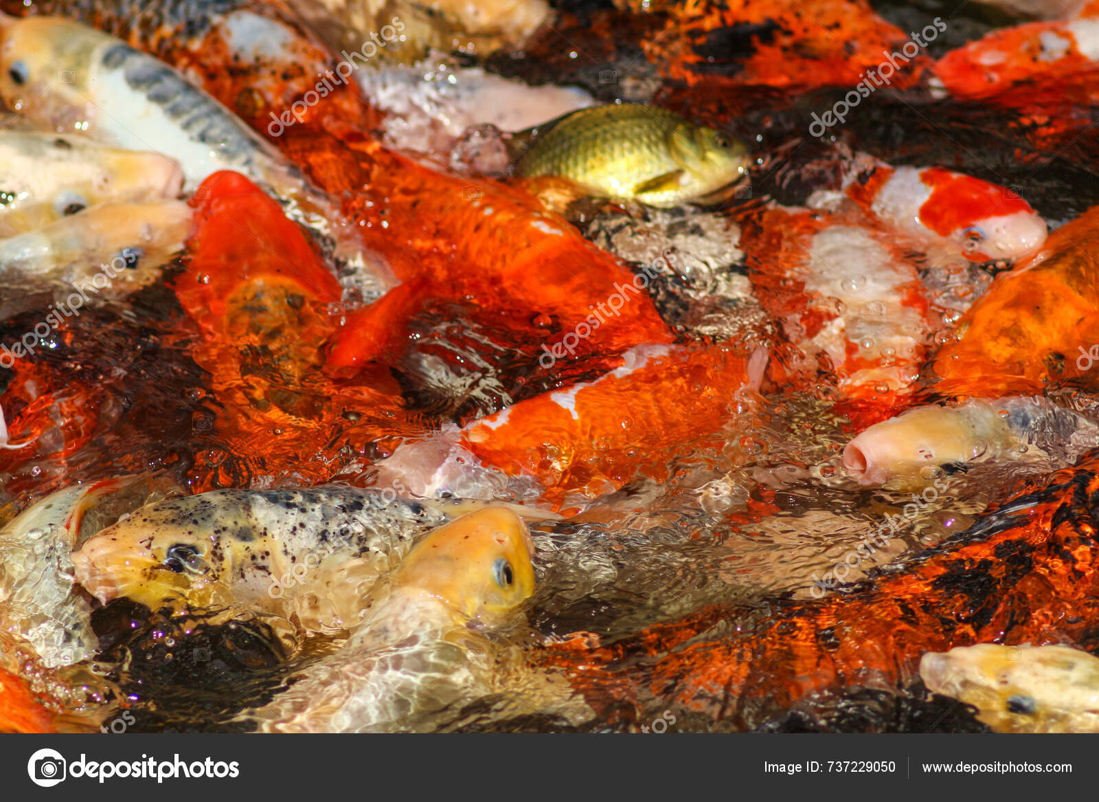 Koi Carp Fish Japanese Garden Pond — Stock Photo © telearlens #737229050