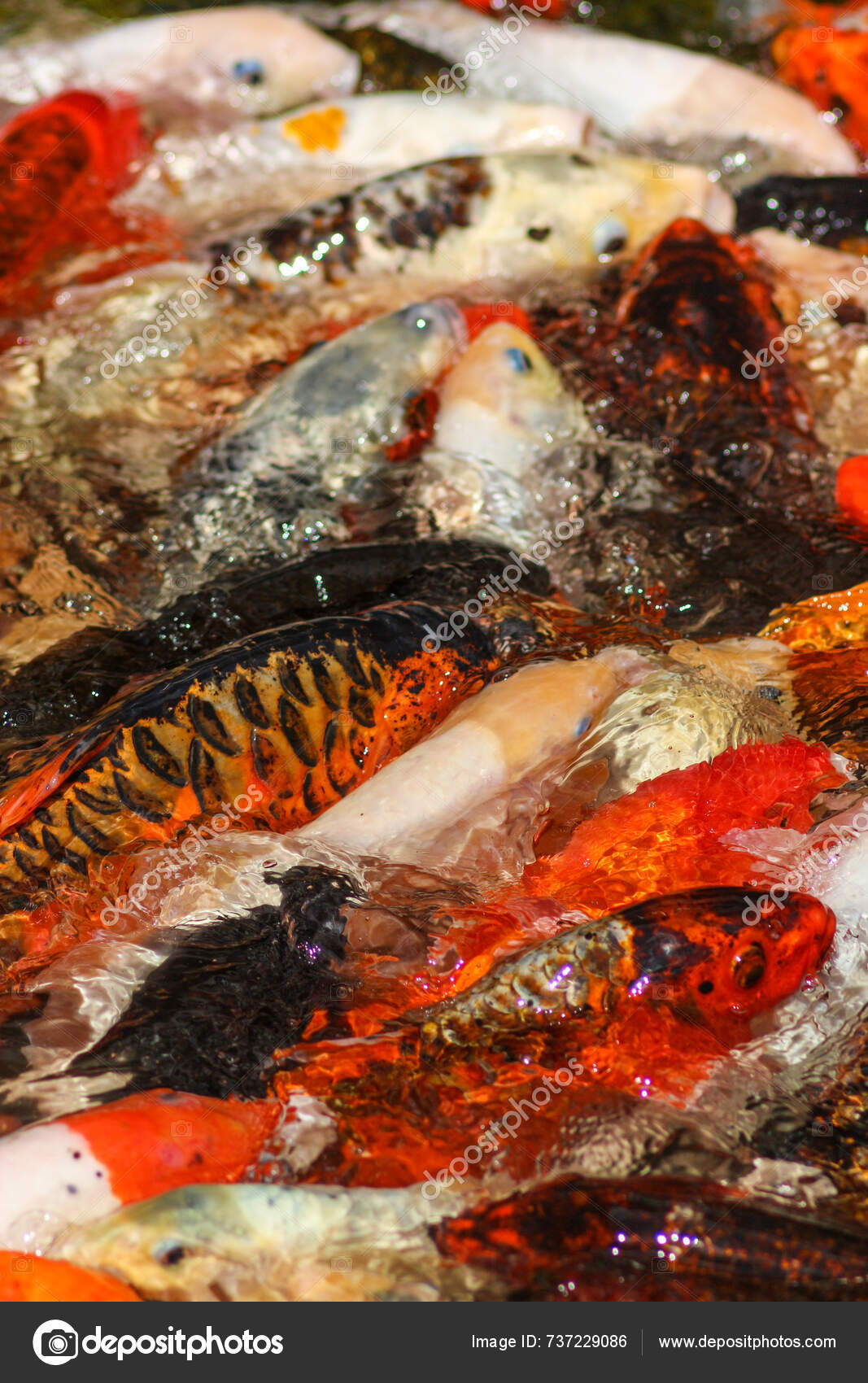 Koi Carp Fish Japanese Garden Pond — Stock Photo © telearlens #737229086