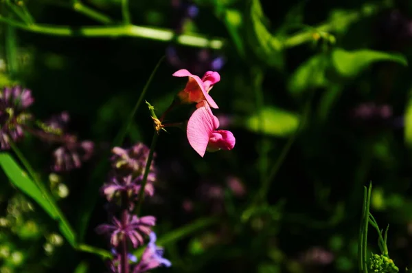 Pretty pink sweet pea flowers. Floral background of wild pink flowers ...