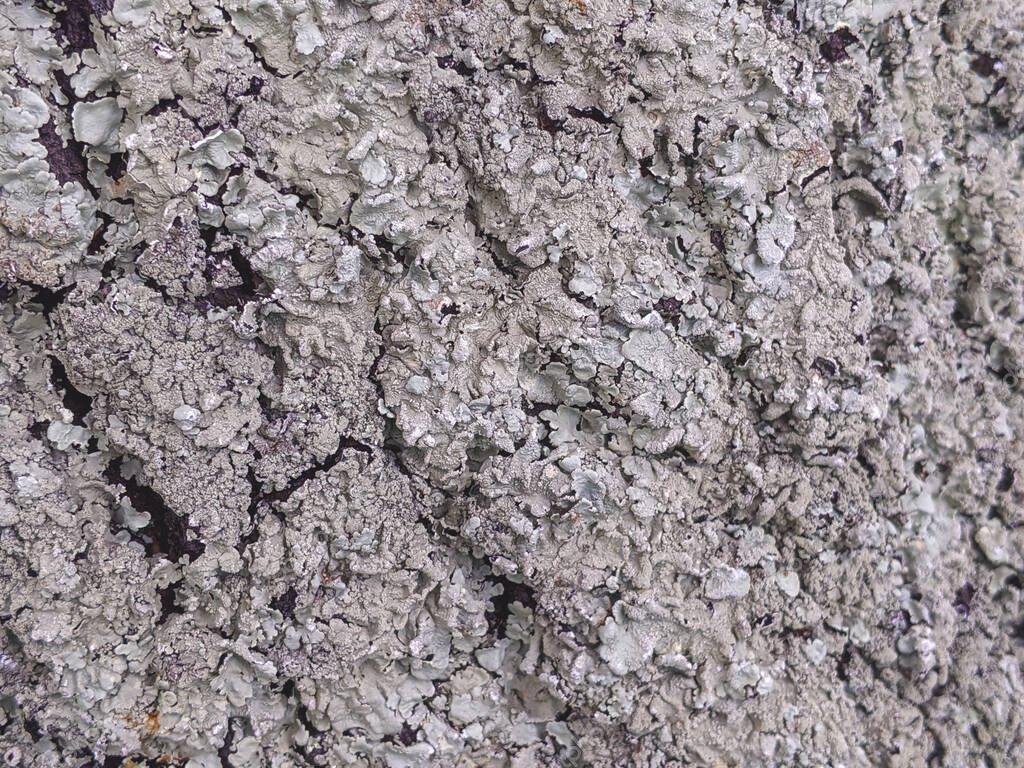 textura de corteza de árbol gris, corteza vieja de álamo árbol de rama ...