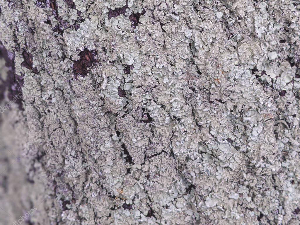 textura de corteza de árbol gris, corteza vieja de álamo árbol de rama ...
