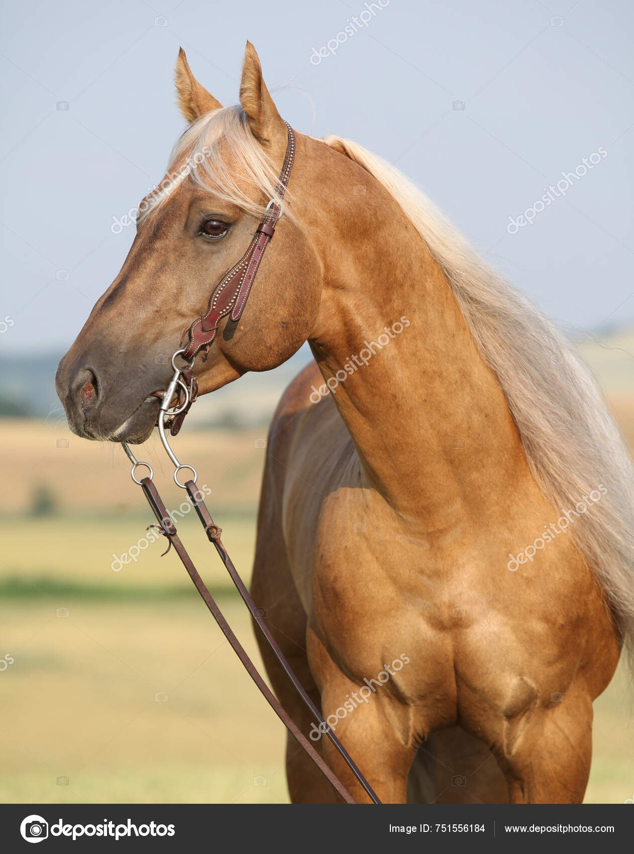 Portrait Amazing Quarter Horse Long Mane — Stock Photo © Zuzule #751556184