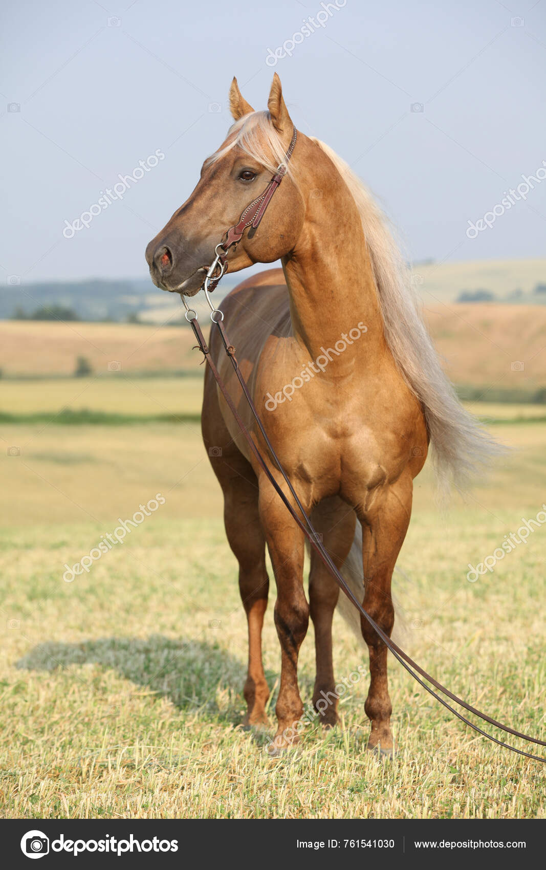 Portrait Amazing Quarter Horse Long Mane — Stock Photo © Zuzule #761541030