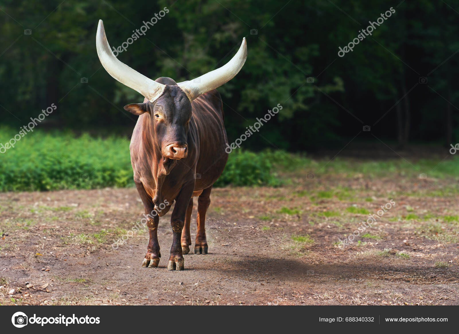 Ankole Watusi Cattle African Longhorn Bos Taurus Taurus Watusi — Stock ...