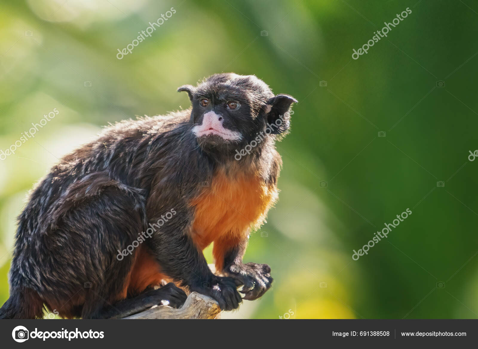 White Lipped Tamarin Saguinus Labiatus New World Monkey Stock Photo by ...