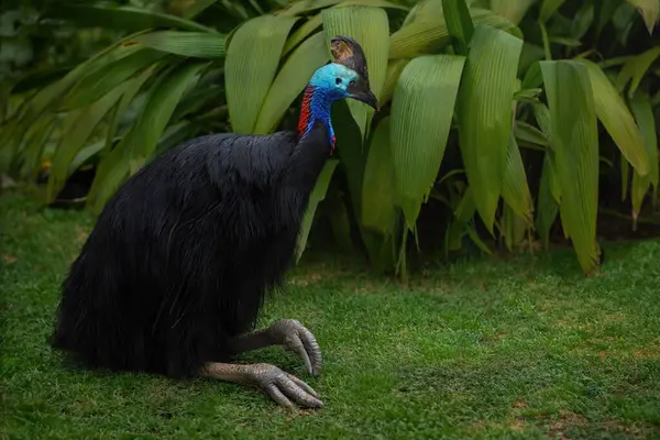 Cassowary bird Stock Photos, Royalty Free Cassowary bird Images ...
