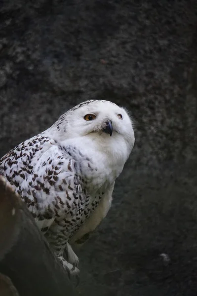 Búho real blanco fotos de stock, imágenes de Búho real blanco sin ...