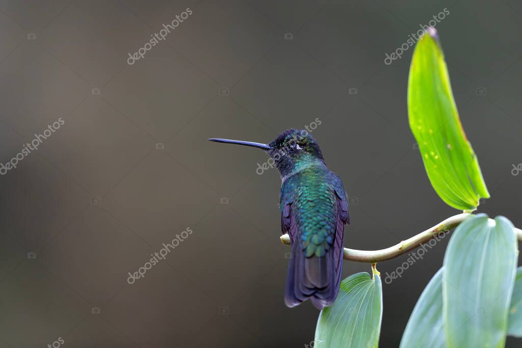 Magnífico Colibrí (Eugenes fulgens) sentado en la selva tropical en San ...