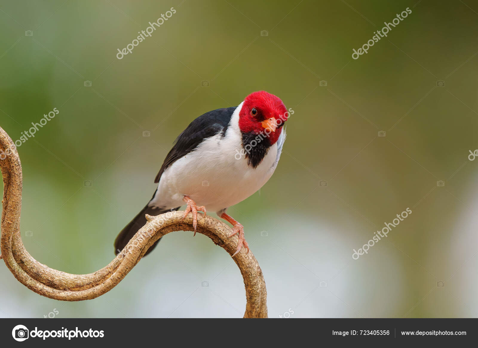 Yellow Billed Cardinal Paroaria Capitata Sitting Branch North Pantanal ...