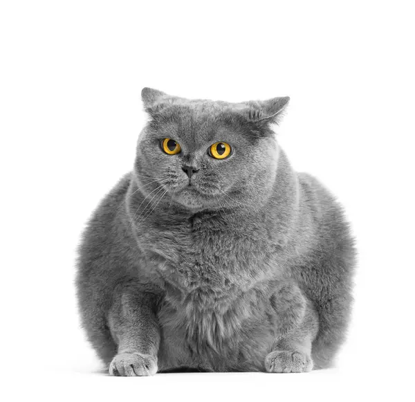 Fat cat Stock Photos, Royalty Free Fat cat Images | Depositphotos