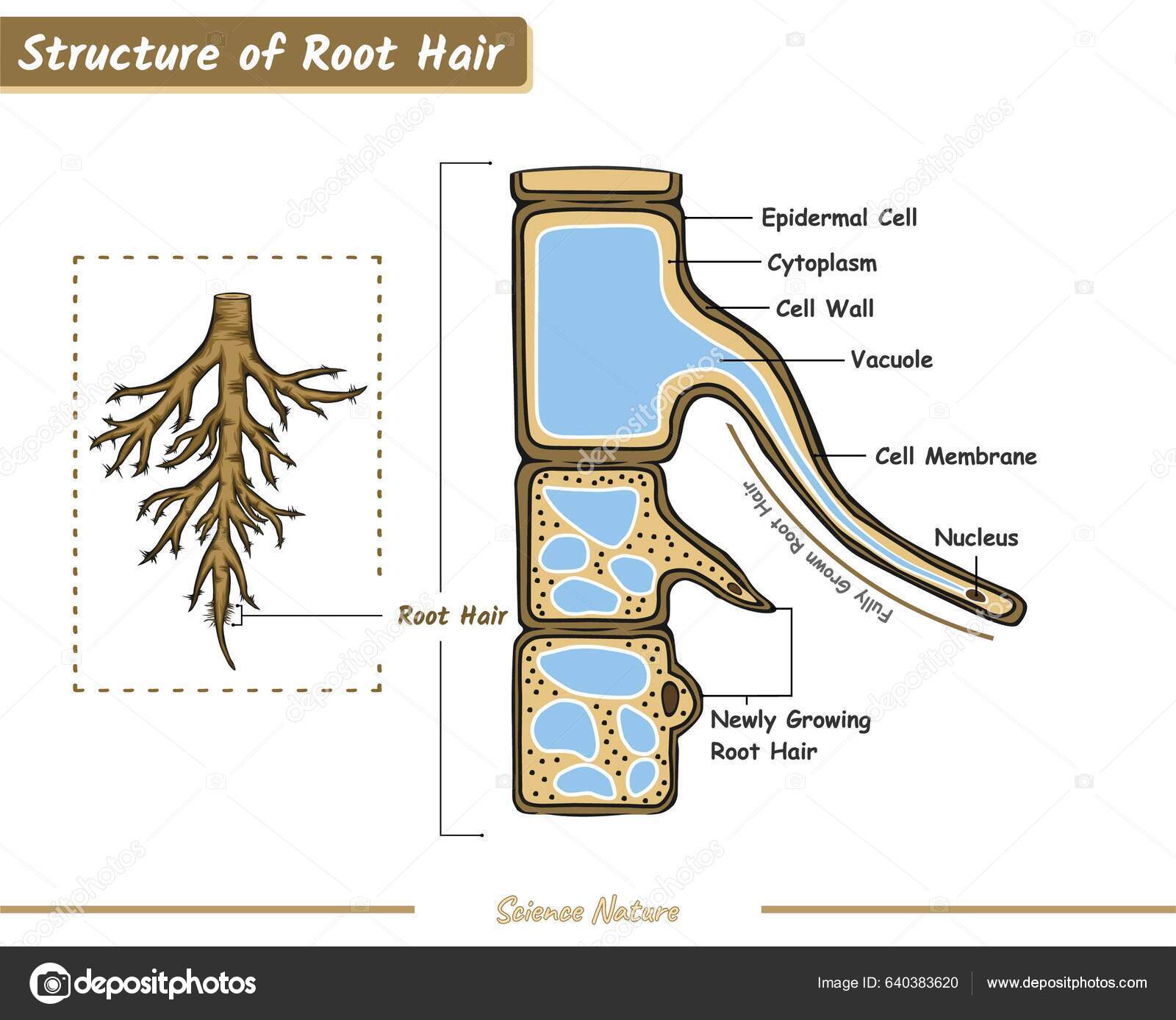Part Root Hair Root Hair Structure Diagram Structure Root Hair Stock ...