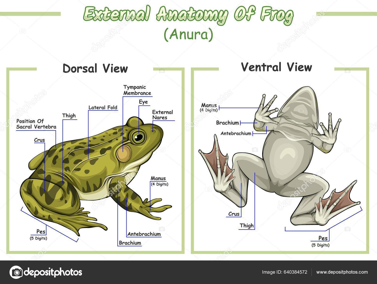 Frog Hopper Glen Anatomy Of A Frog Diagram Frog Hopper Glen: Vintage