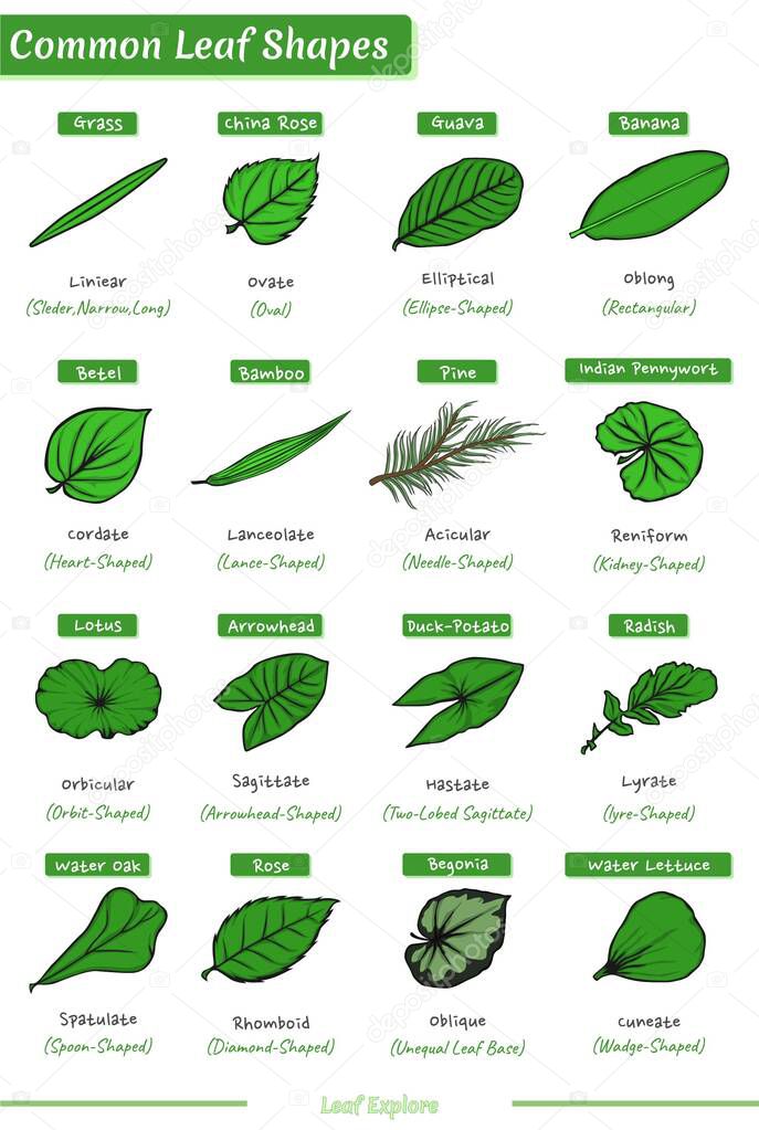 Formas comunes de la hoja. Tipos de hojas basadas en su forma. Educación, editable, de color ...