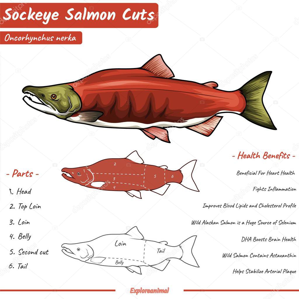 cortes de salmón o salmón sockeye. ilustración que muestra el área de ...