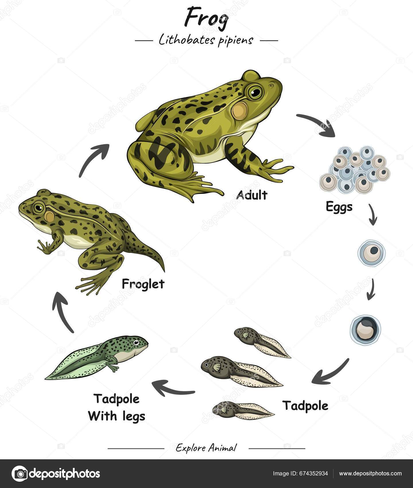 Frog Cycle Infographic Diagram Showing Different Phases Development ...
