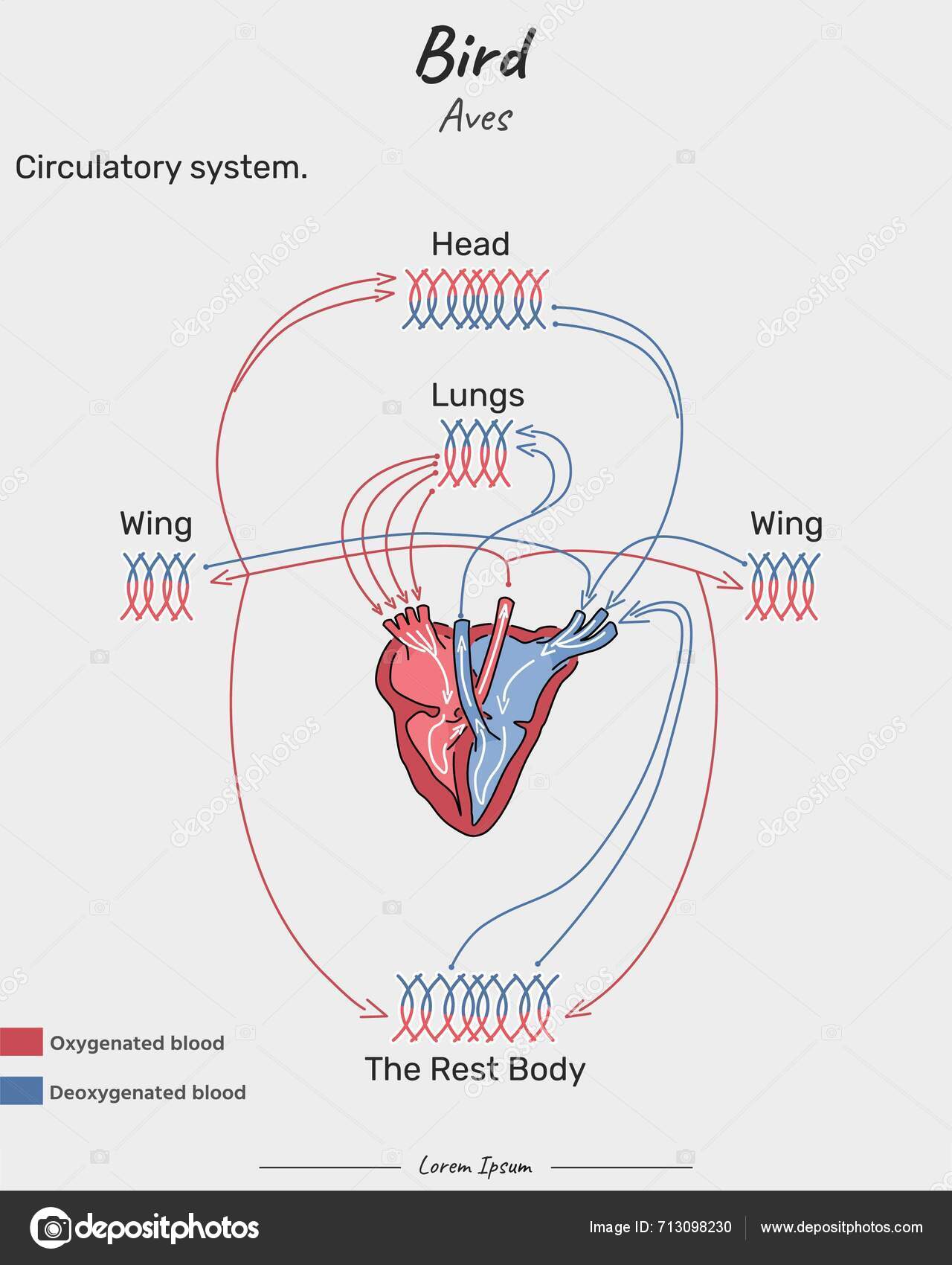 Bird Aves Sistema Circulatorio Ilustración Diagrama Que Muestra Sistema ...