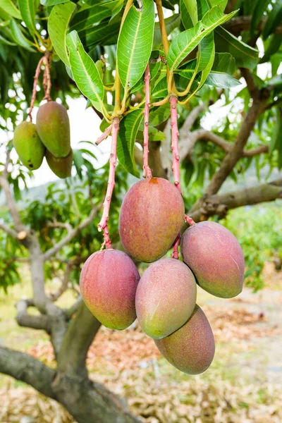 Close-up of mango fruits on the mango tree in Tainan, Taiwan. - Stock ...