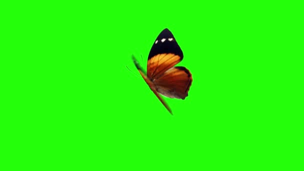 867 Butterfly green screen Videos, Royalty-free Stock Butterfly green ...