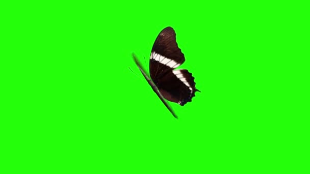 867 Butterfly green screen Videos, Royalty-free Stock Butterfly green ...
