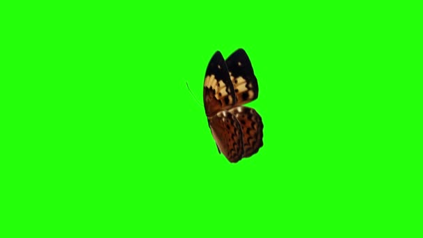838 Butterfly green screen Videos, Royalty-free Stock Butterfly green ...