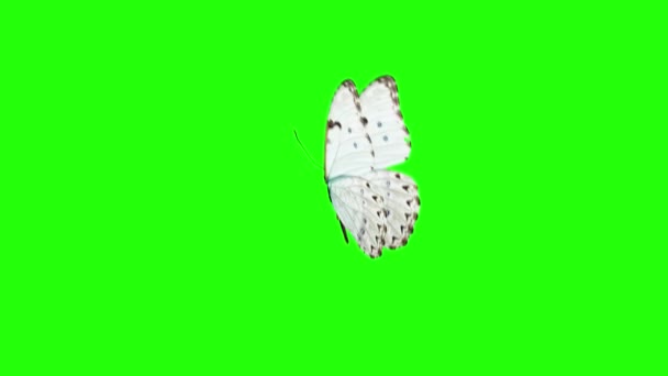 867 Butterfly green screen Videos, Royalty-free Stock Butterfly green ...