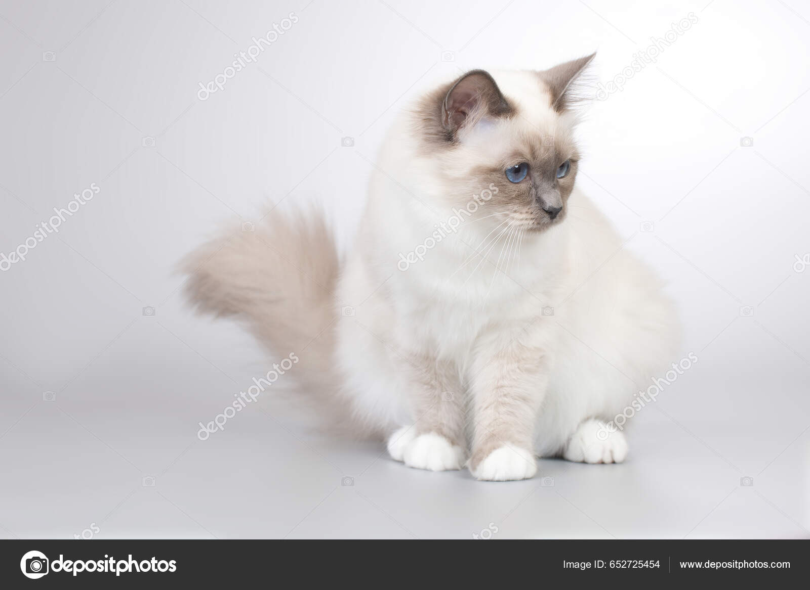Four Months Old Kitten Female Birma Cat Portrait — Stock Photo ...