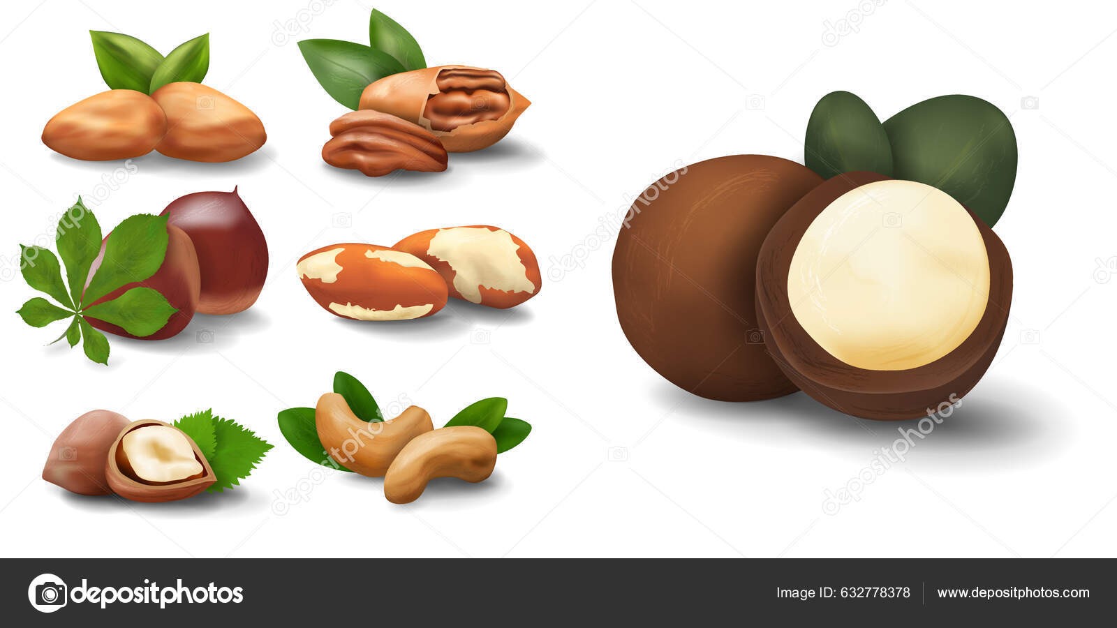 Nueces Iconos Realistas Para Sus Proyectos Aislados Sobre Fondo Blanco ...