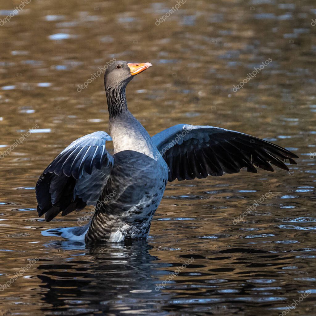 Anser anser es una especie de ganso de la familia Anatidae y la especie ...