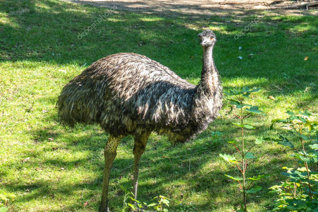 El emú, Dromaius novaehollandiae es el segundo ave viva más grande por ...