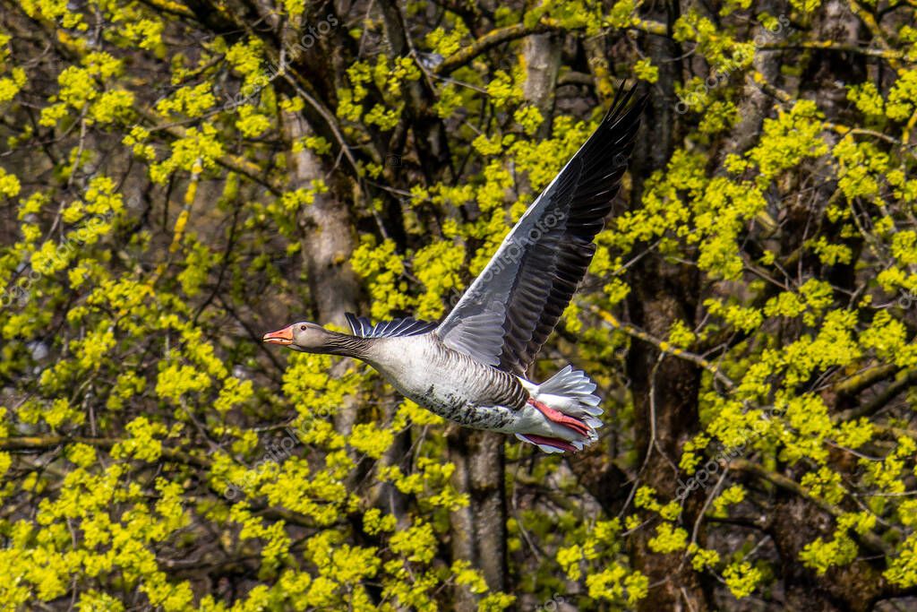 Anser anser es una especie de ganso de la familia Anatidae y la especie ...