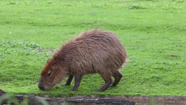 511 Capybara Videos, Royalty-free Stock Capybara Footage | Depositphotos