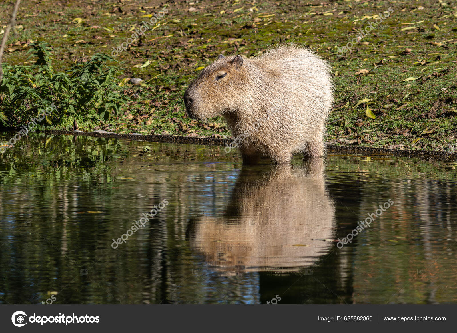 Capybara Hydrochoerus Hydrochaeris Mammal Native South America Largest ...