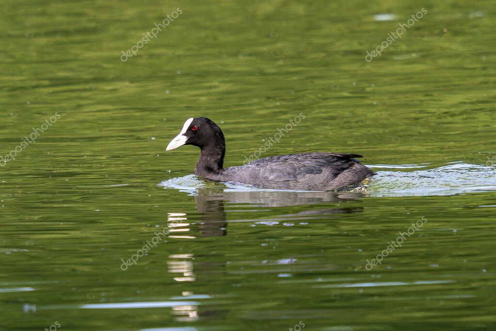 Fulica atra es una especie de ave paseriforme de la familia Rallidae en ...