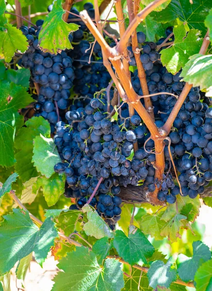 Grape variety Pinotage vine on the vine in the wine-growing region of ...
