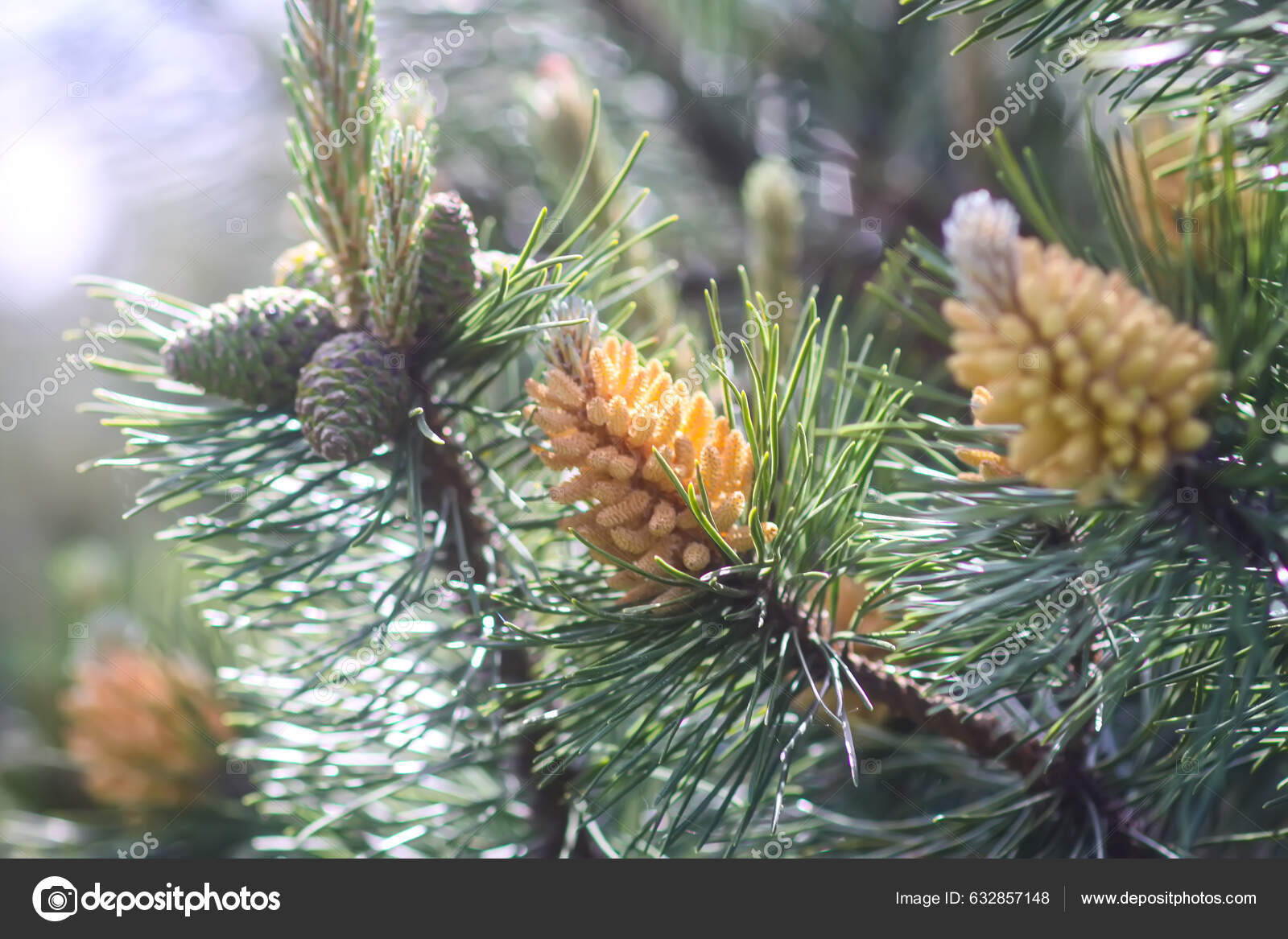 Pine Tree Pollen