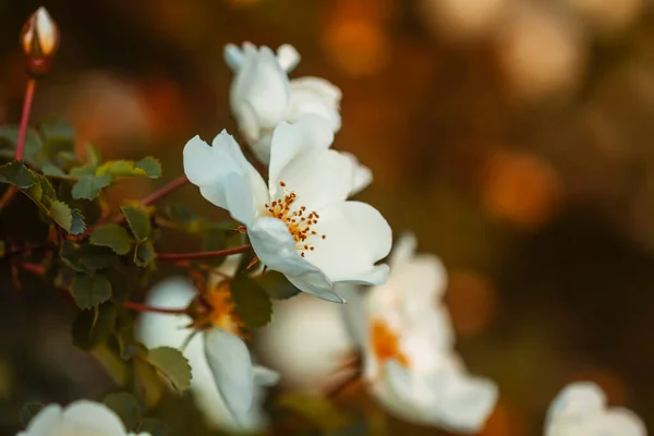 White wild roses in warm evening sunlight. Beautiful fragrant flowers ...