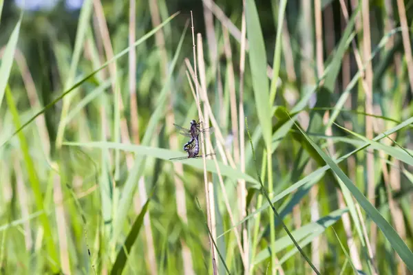 Скачать картинки Die meer en die sprinkaan fabel, стоковые фото Die ...