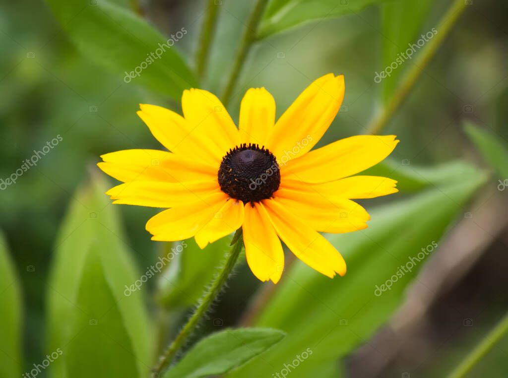 Rudbeckia hirta flores amarillas en un jardín de verano. Plantas Susan ...