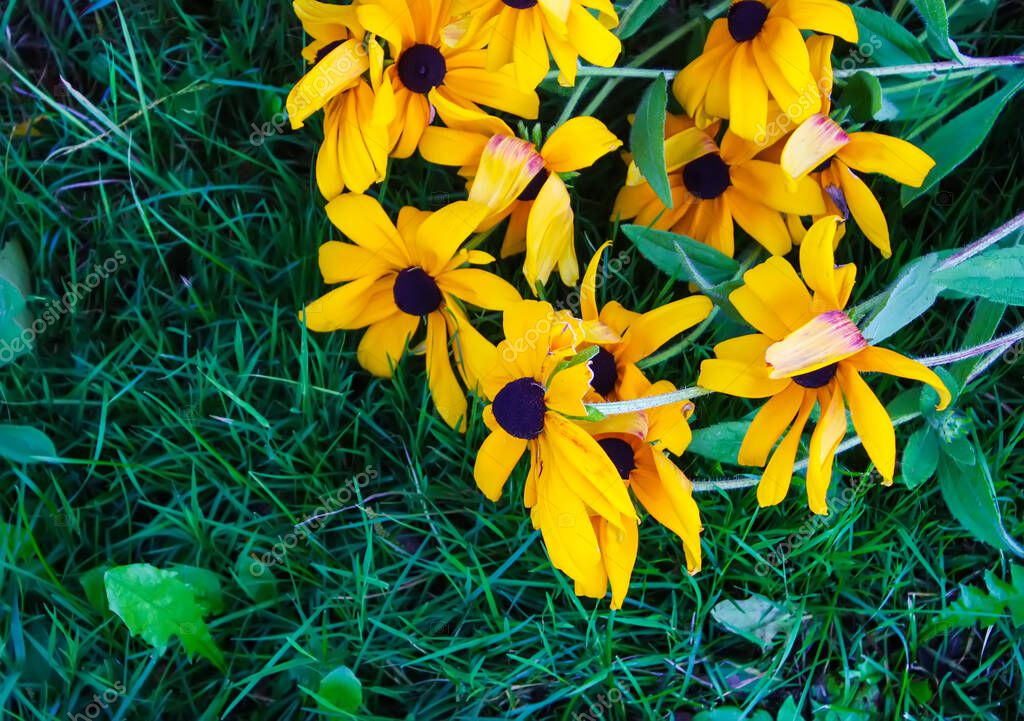 Rudbeckia hirta flores amarillas en un jardín de verano. Plantas Susan ...