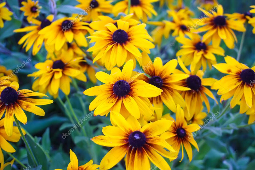 Rudbeckia hirta flores amarillas en un jardín de verano. Plantas Susan ...