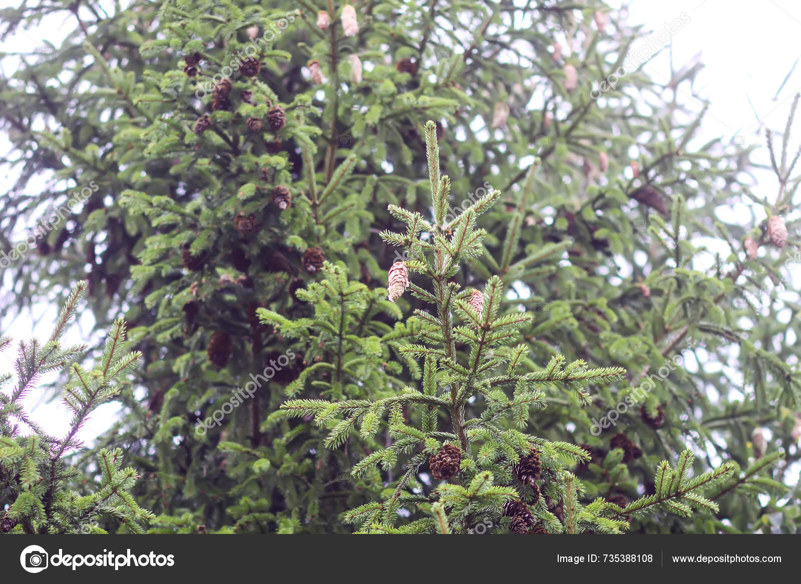 Fir Trees Wild Forest Summer Season — Stock Photo © nightlyviolet ...