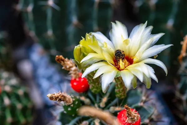 Hummingbird and cactus Stock Photos, Royalty Free Hummingbird and ...