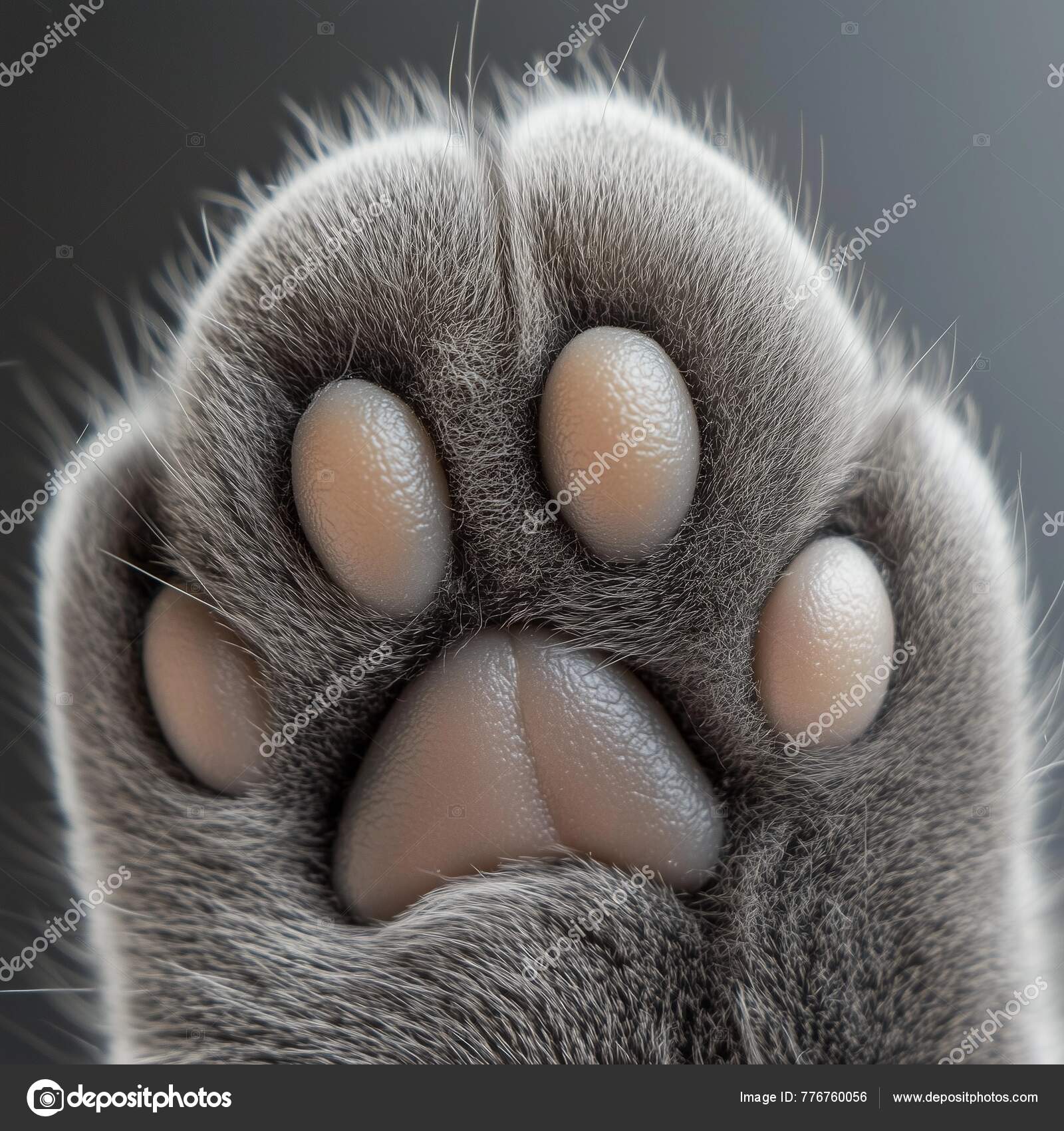 Close White Cat Foot — Stock Photo © AzurPro #776760056