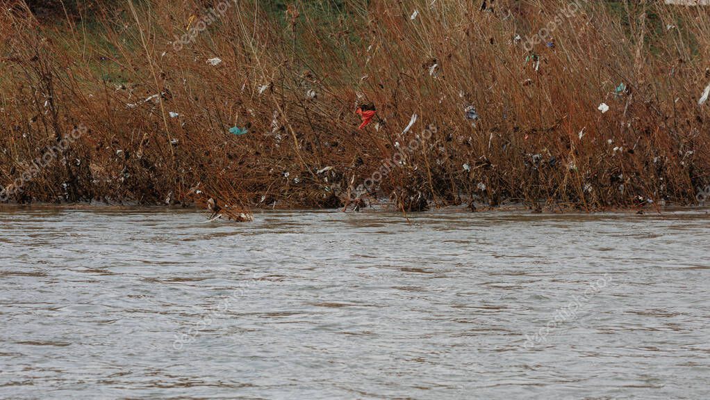 Una gran cantidad de plástico y otra basura en las ramas cerca del río ...