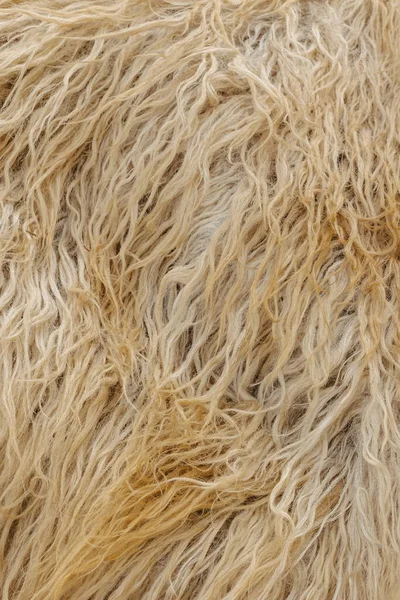 Lamb skin Images - Search Images on Everypixel