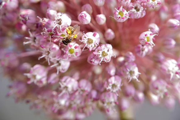 sweat bees taking pollen from a wild leech with other bees - Stock ...