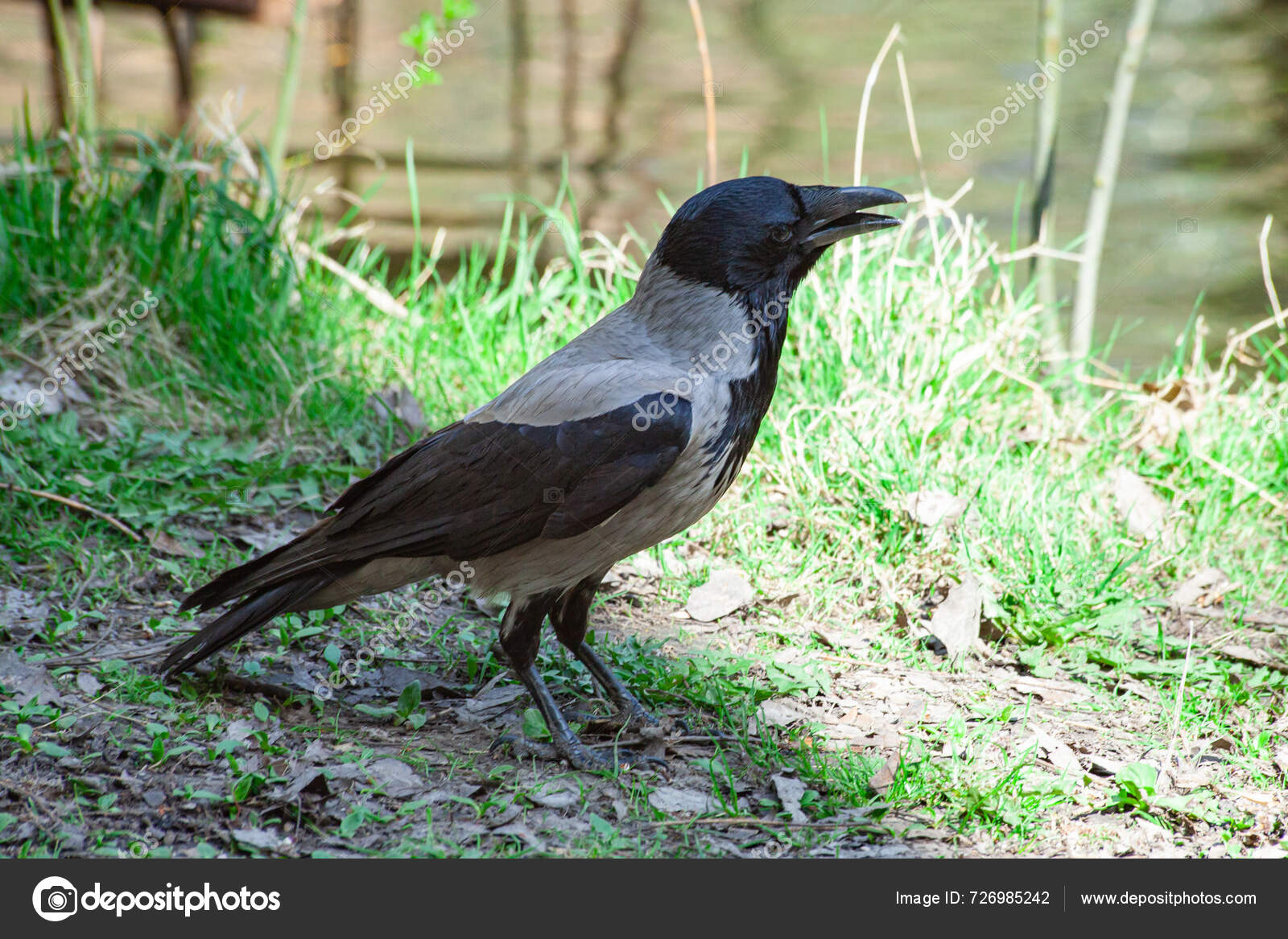 Hooded Crow Standing Grassy Ground Looking Alert Its Natural Habitat ...