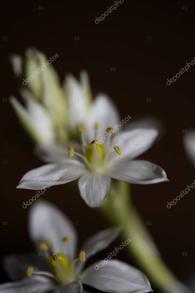 Flor estrella blanca florecimiento primer plano fondo botánico ...