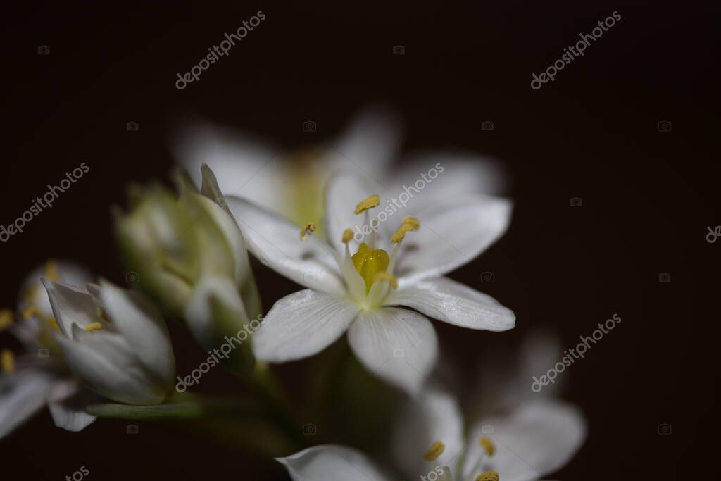 Flor estrella blanca florecimiento primer plano fondo botánico ...