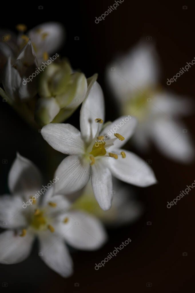 Flor estrella blanca florecimiento primer plano fondo botánico ...